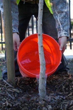 🌳Thirsty trees? We got tips!