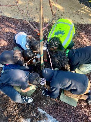 🌳 Tree Cheers for RCSD!