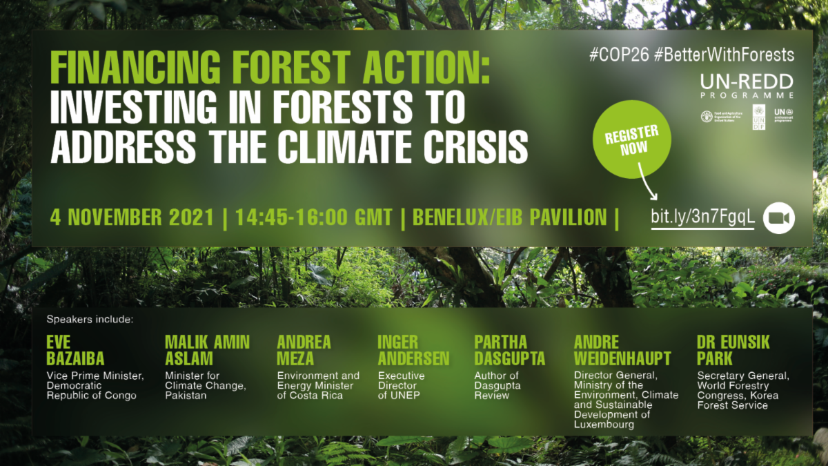 What's new? Here's the UN-REDD Programme update