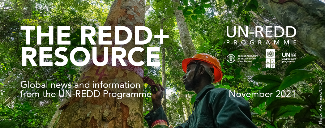 What's new? Here's the UN-REDD Programme update