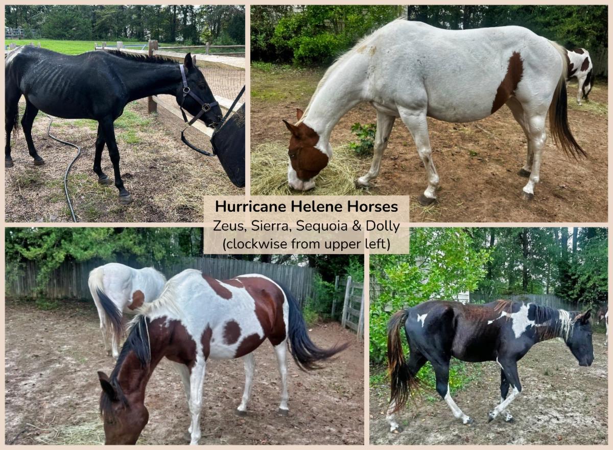 Charlotte NC - Horses displaced by Hurricane Helene need your help!