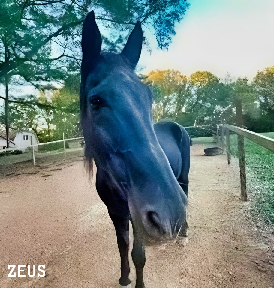 Charlotte NC - Horses displaced by Hurricane Helene need your help!