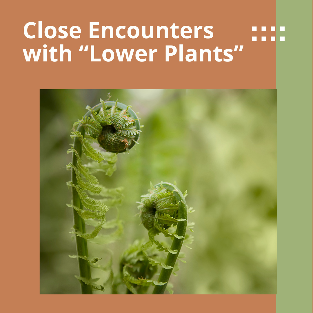 Close Encounters with "Lower Plants"