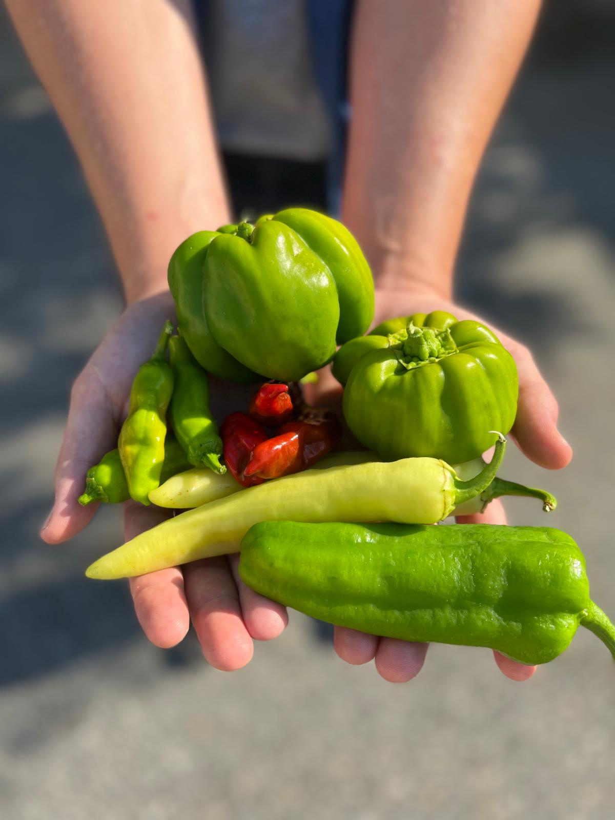 Pick Your Pepper!