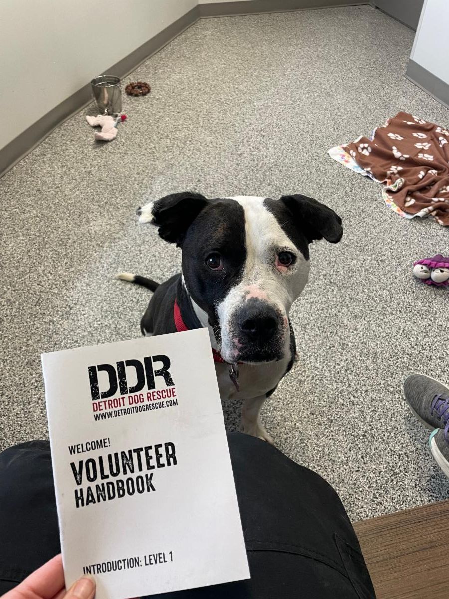 Detroit Dog Rescue is Planting Roots in Rescue