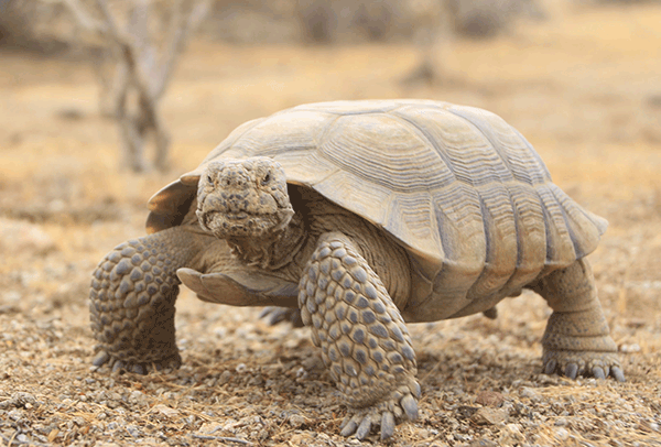 The Flock Newsletter