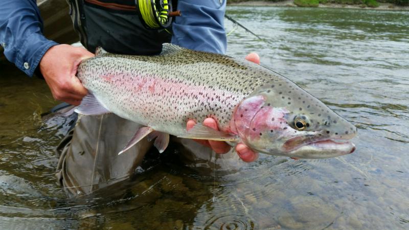 Alaska's Aniak River Fishing - Best Mousing Ever!