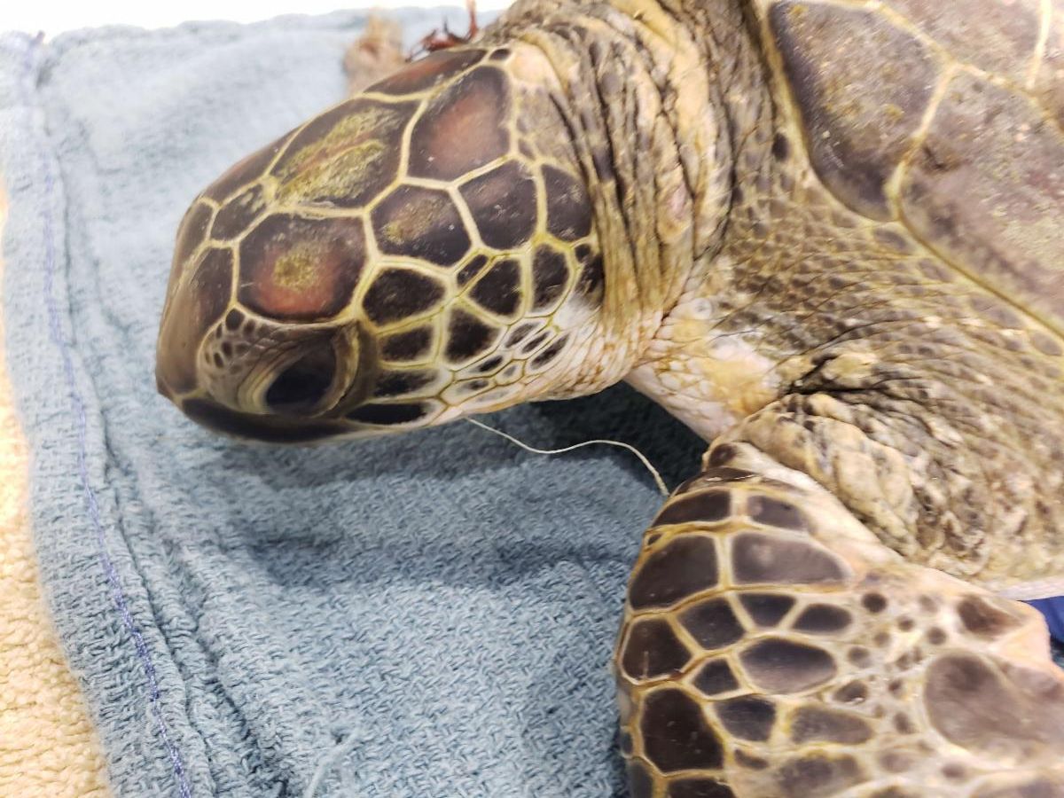 Help sea turtles like Howlite!