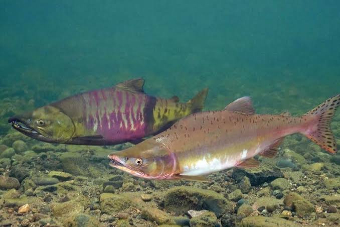 Kodiak Island Events August 6th-20th