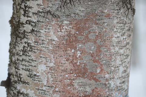 Northern Woodlands News