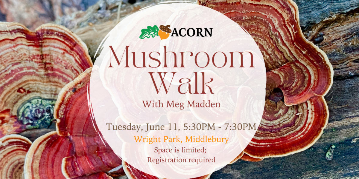 Mushroom Walk with Meg Madden