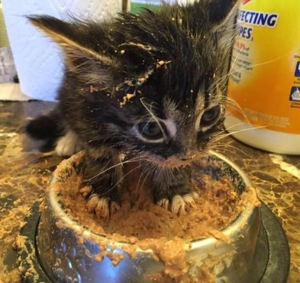 Animal Shelter Assistance Program