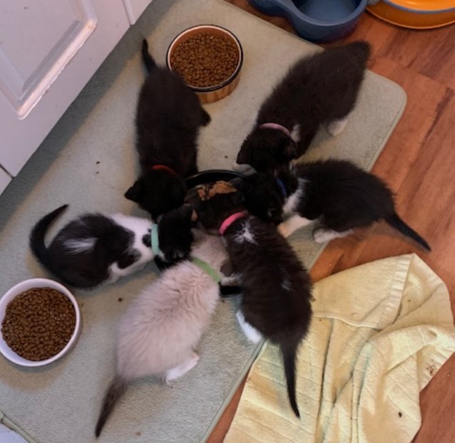 Animal Shelter Assistance Program