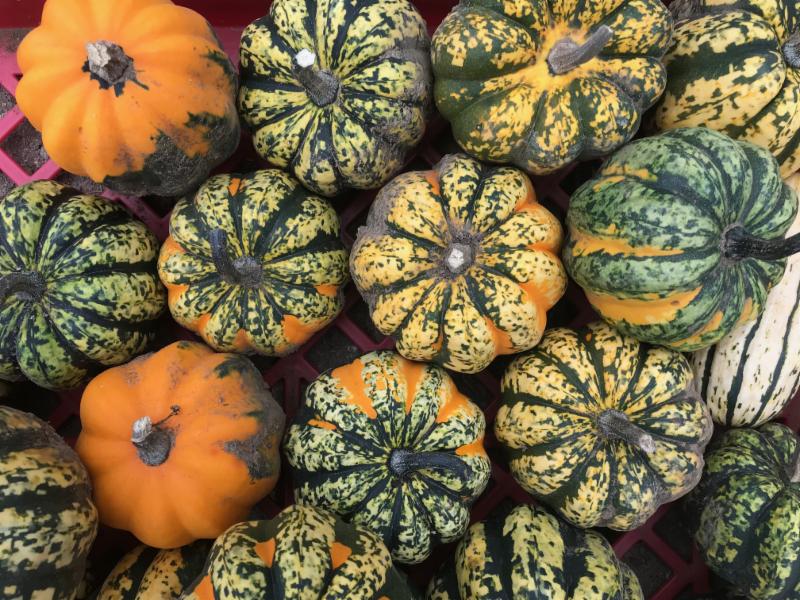 Medway Community Farm | Food. Community. Education