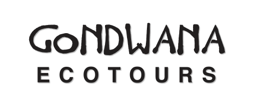 View Glaciers and Grizzlies with Gondwana Ecotours