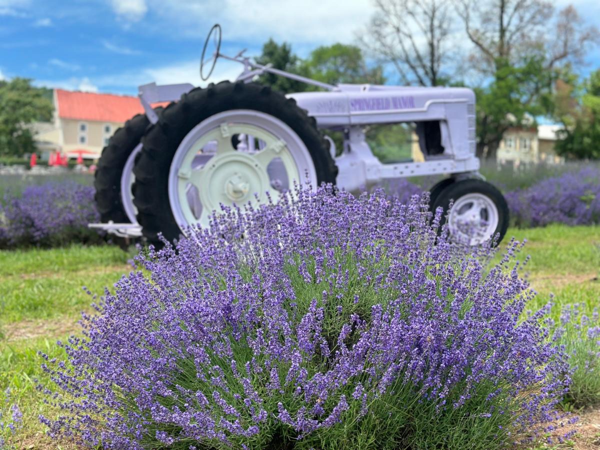 This Weekend at Springfield Manor - June 27-29