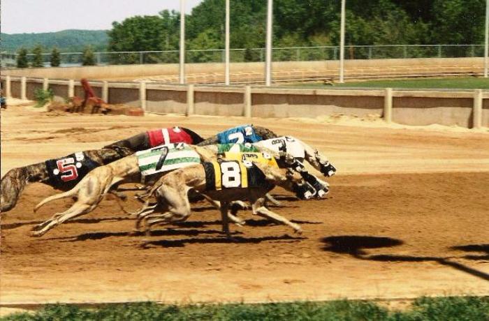 3 Free Greyhound Sheets for Saturday