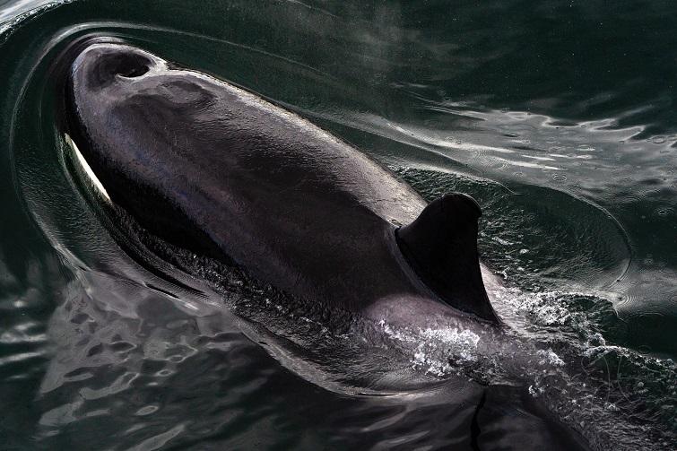 September 9, 2023 WS Report: T65As swim under the Purdy Bridge - then ...