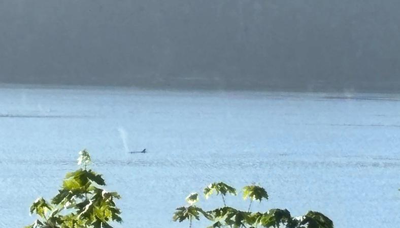 June 4, 2026 WS Report: T64Bs & T65As in & out of Hood Canal; T137s ...