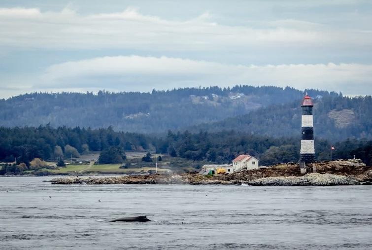 October 22, 2024 WS Report: J Pod returns to inland Puget Sound!; T65As ...