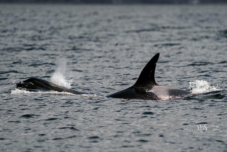 September 28, 2023 WS Report: K pod briefly visits SJI!; T37A3, T37A4 ...