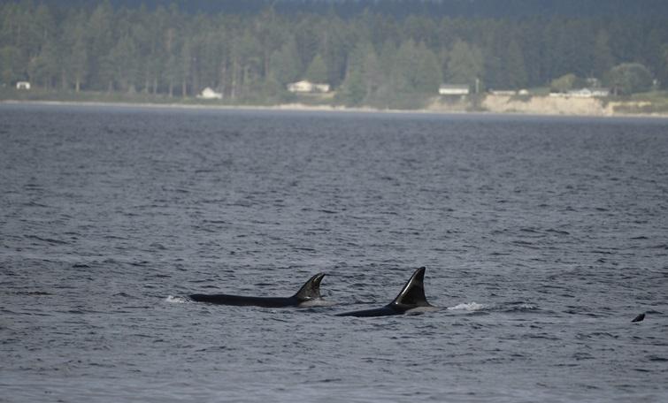 June 6, 2025 WS Report: T65A5 joins his family T65As in Puget Sound ...