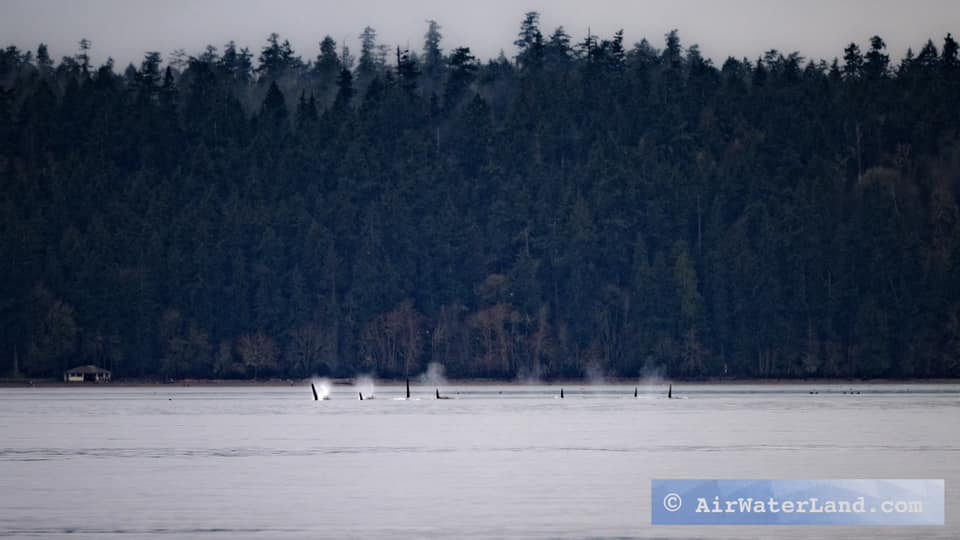 February 26, 2024 WS Report: J Pod visits Puget Sound for a day!; T36 ...