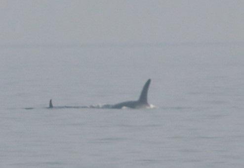 October 25, 2022 WS Report: Js briefly visit Puget Sound; T18s visit PS ...