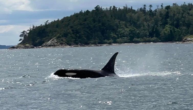 June 20, 2024 WS Report: Js & L54s off SJI!; Orcas under bridges - T99s ...