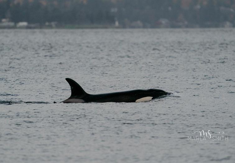 November 15, 2023 WS Report: J Pod spent the night in Quartermaster ...