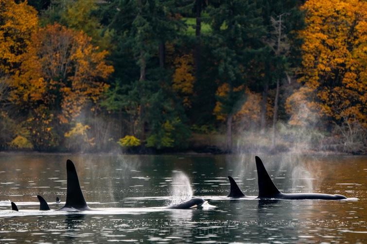 November 15, 2023 WS Report: J Pod spent the night in Quartermaster ...