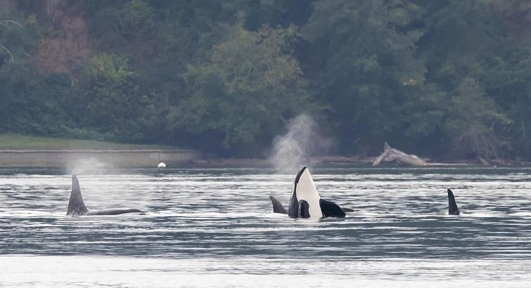 September 21, 2023 WS Report: J Pod visits Puget Sound & Saratoga ...