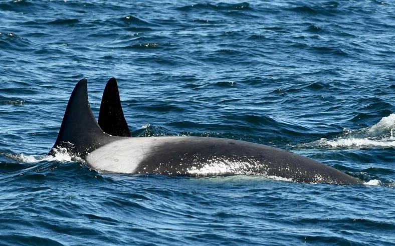 April 30, 2026 WS Report: Group of 20 Bigg's orcas, including T19s ...