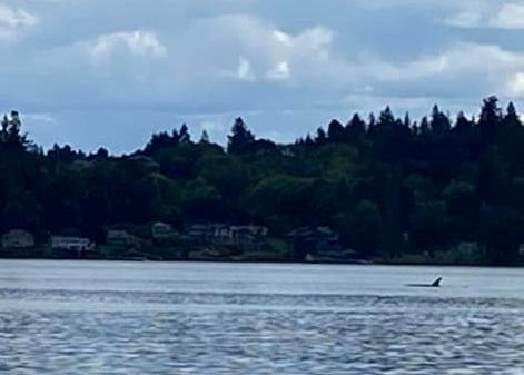 September 9, 2023 WS Report: T65As swim under the Purdy Bridge - then ...