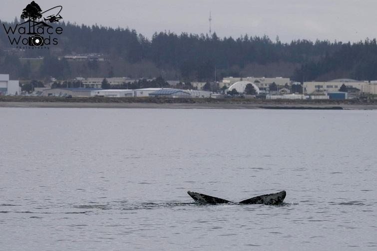 April 13, 2023 WS Report: J Pod delights in San Juan Channel before a ...