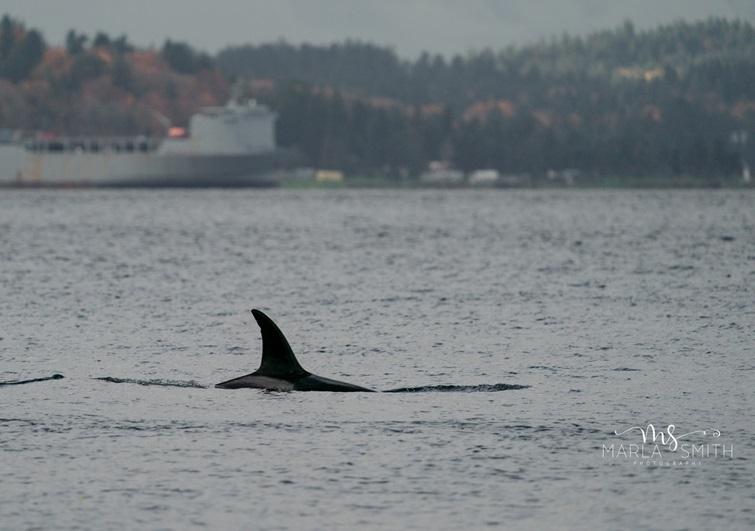 November 15, 2023 WS Report: J Pod spent the night in Quartermaster ...