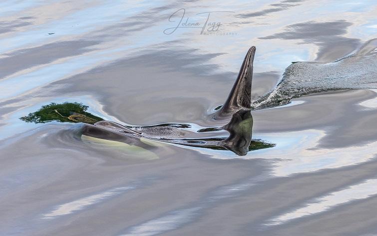 September 9, 2023 WS Report: T65As swim under the Purdy Bridge - then ...