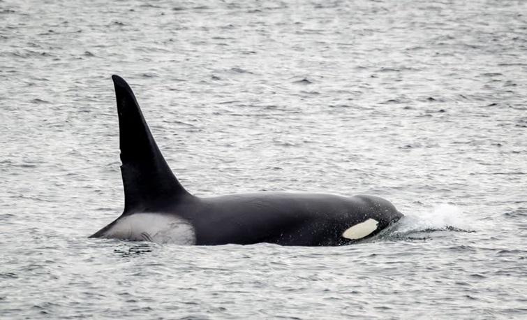 October 22, 2024 WS Report: J Pod returns to inland Puget Sound!; T65As ...