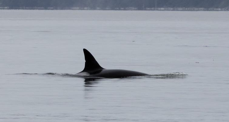 June 5, 2024 WS Report: J, K, and most of L pod visit SJI!; Pacific ...