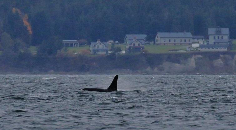 November 15, 2023 WS Report: J Pod spent the night in Quartermaster ...