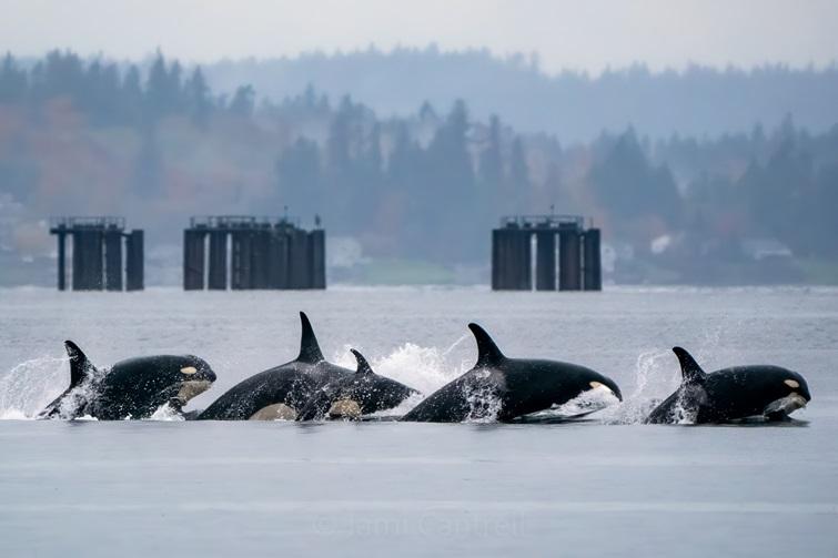 November 15, 2023 WS Report: J Pod spent the night in Quartermaster ...