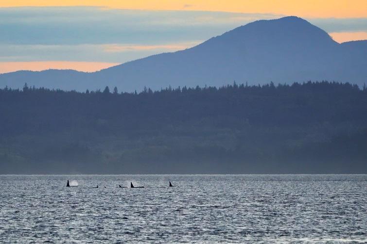 September 21, 2023 WS Report: J Pod visits Puget Sound & Saratoga ...
