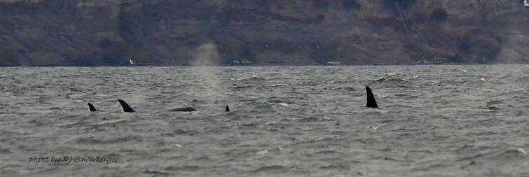 November 15, 2023 WS Report: J Pod spent the night in Quartermaster ...