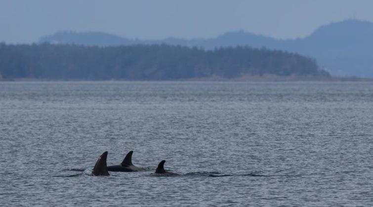 March 26, 2025 WS Report: Greater L4s seen off Oregon, K Pod in Active ...