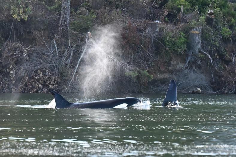 June 4, 2026 WS Report: T64Bs & T65As in & out of Hood Canal; T137s ...