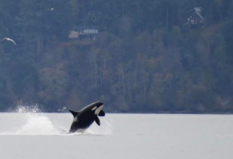 December 17, 2023 WS Report: K Pod visits Saratoga Passage before ...