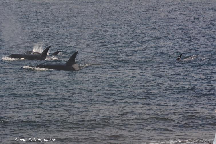 September 21, 2023 WS Report: J Pod visits Puget Sound & Saratoga ...