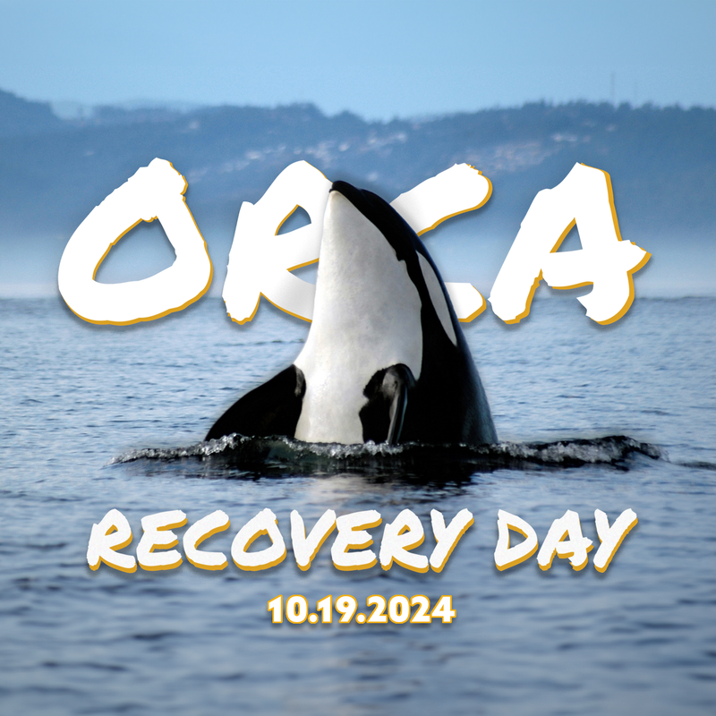 October is Orca-Salmon Month!