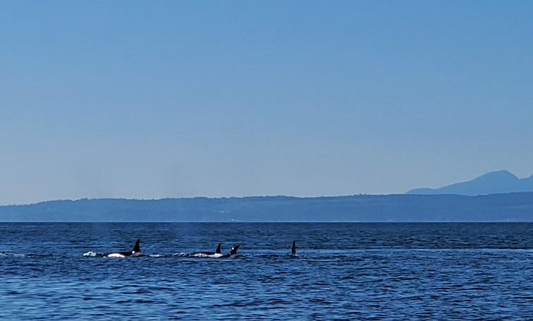 September 21, 2023 WS Report: J Pod visits Puget Sound & Saratoga ...
