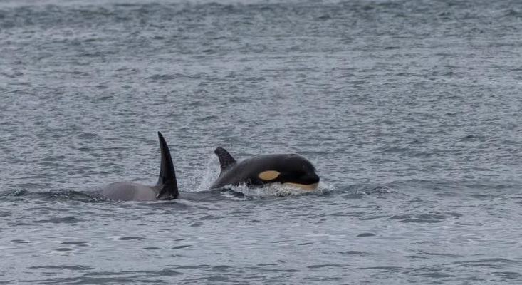 March 26, 2025 WS Report: Greater L4s seen off Oregon, K Pod in Active ...
